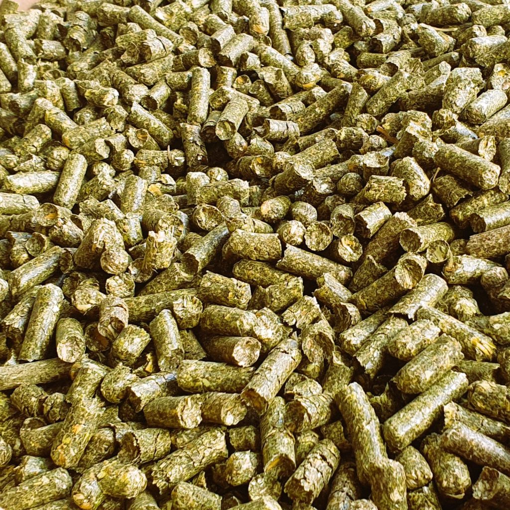 Lucerna granulowana – Evado